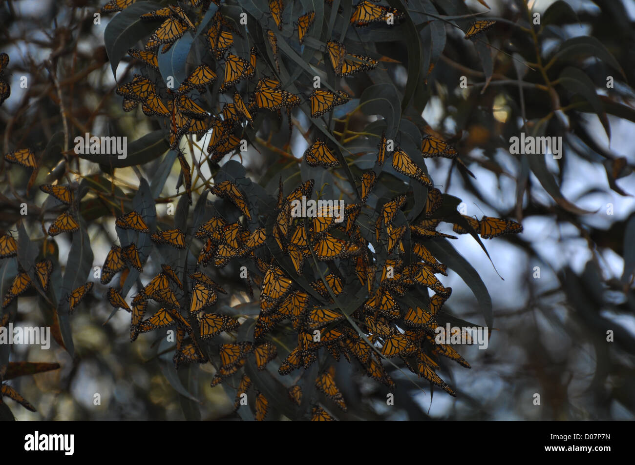 Beautiful Monarch Butterflies Roosting in a Tree Stock Photo - Alamy