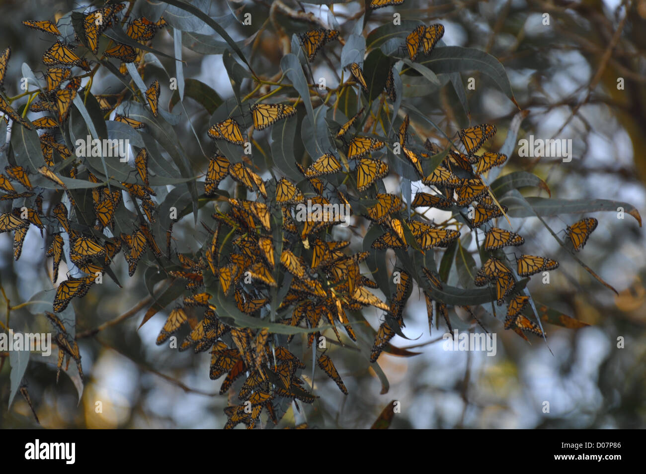 Beautiful Monarch Butterflies Roosting in a Tree Stock Photo - Alamy
