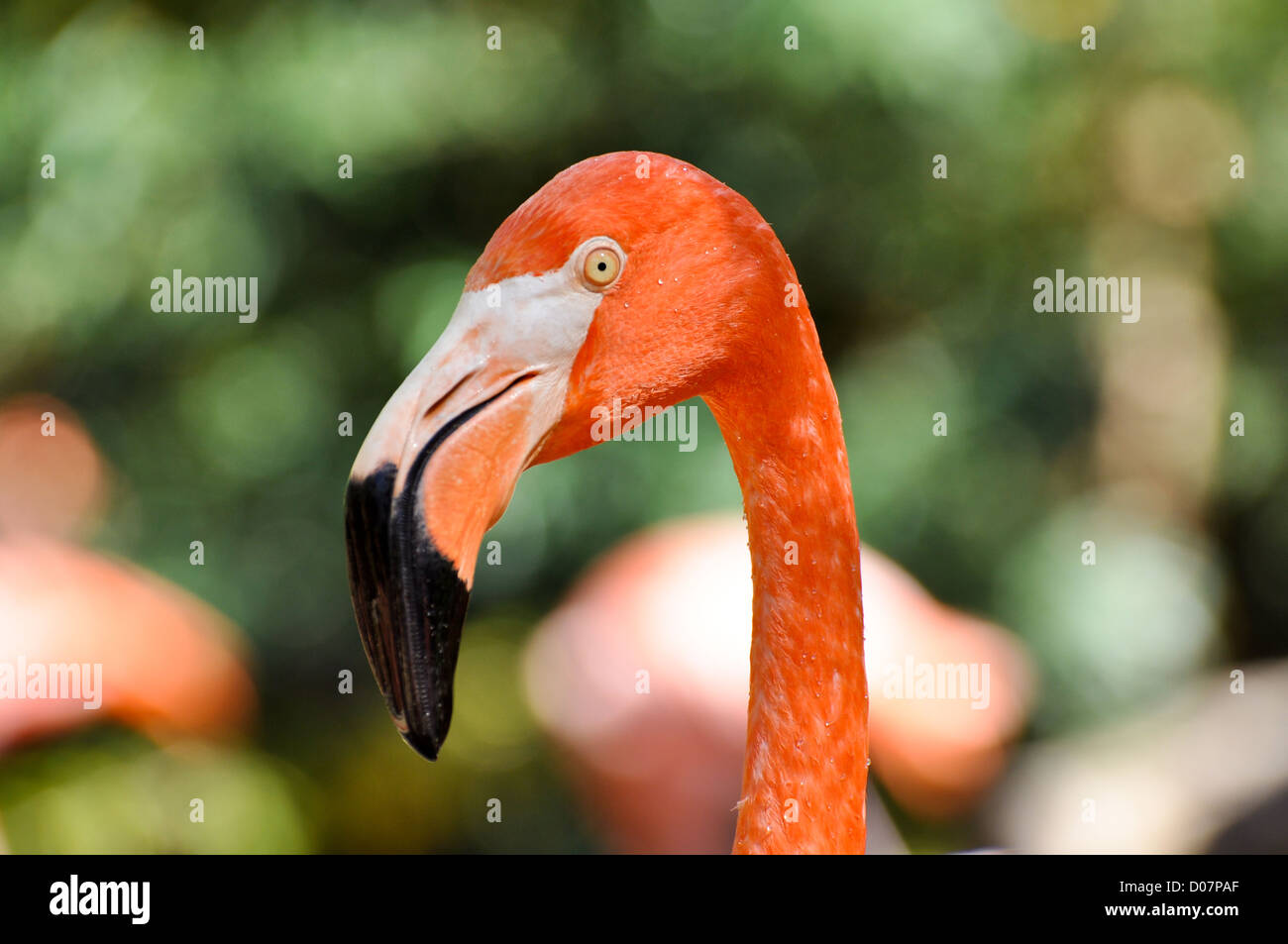 Pink Flamingo Close Up Stock Photo - Alamy