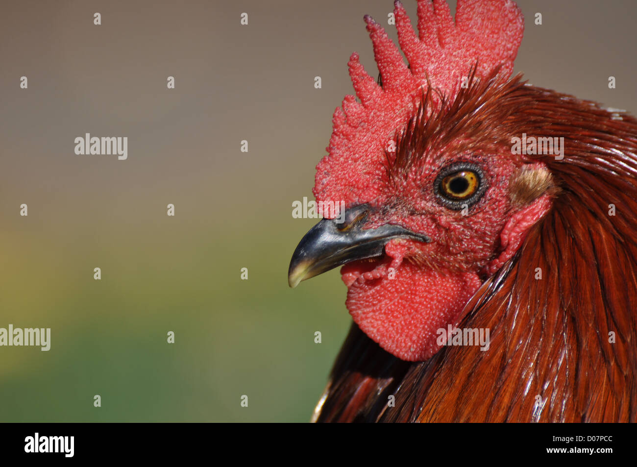 Close up colorful rooster hi-res stock photography and images - Alamy