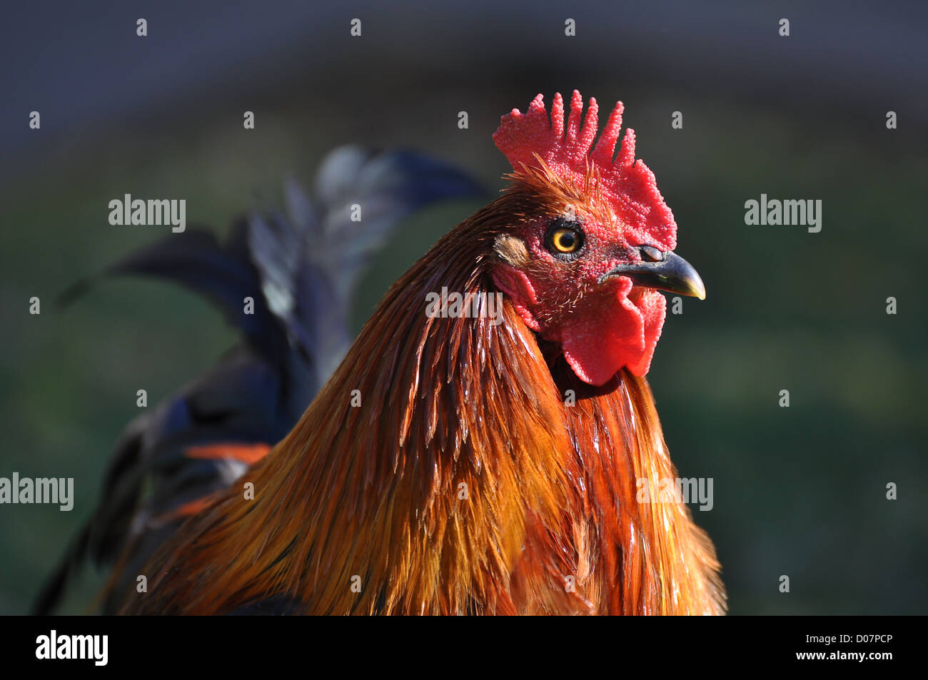 Close up colorful rooster hi-res stock photography and images - Alamy