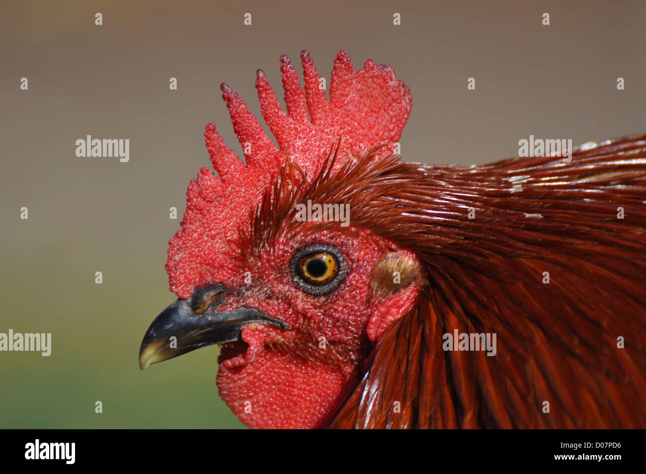 Rooster Close Up with bright colors Stock Photo - Alamy