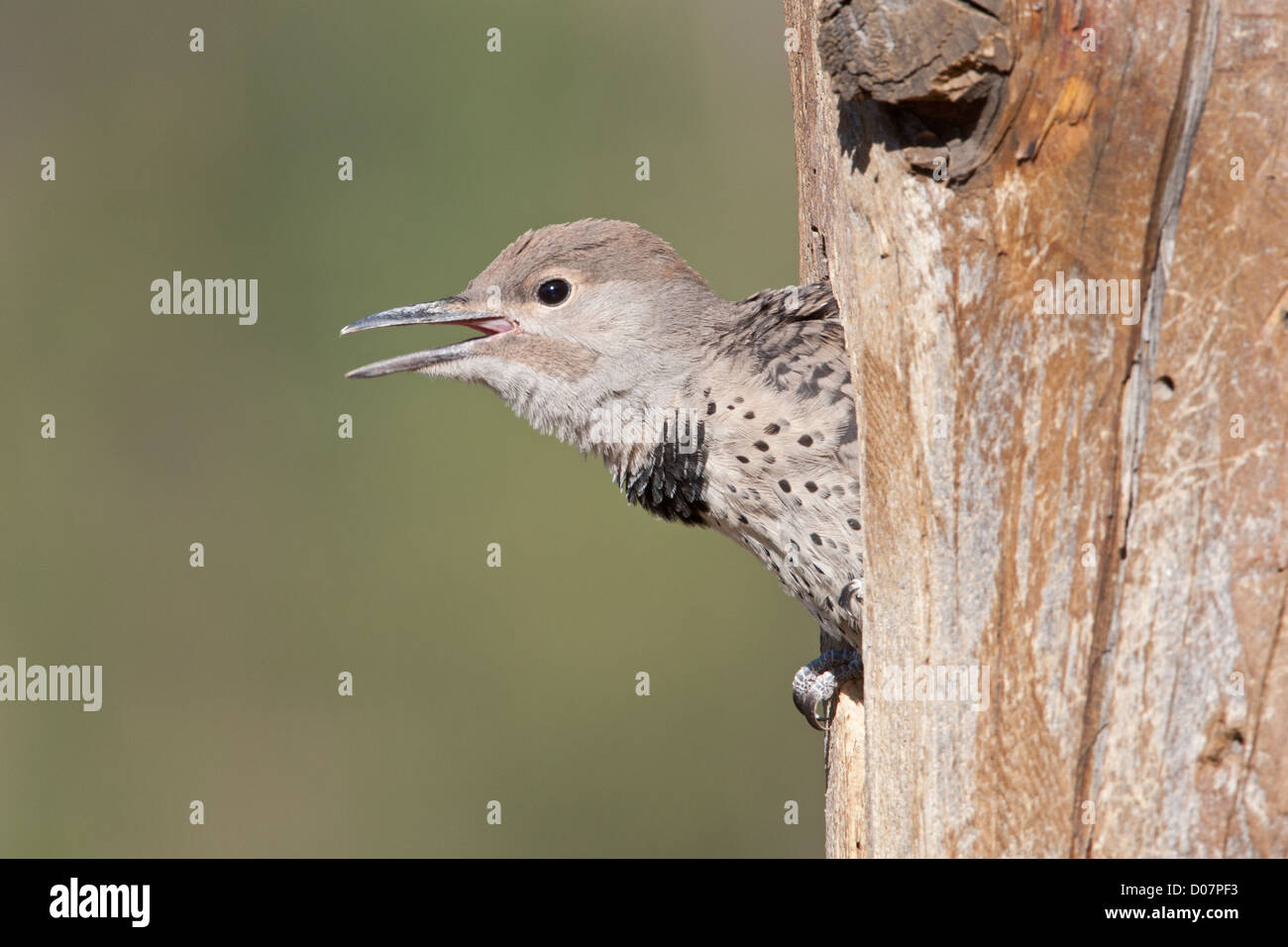 Northern Flicker Nestling Just Prior to Fledging Stock Photo - Alamy