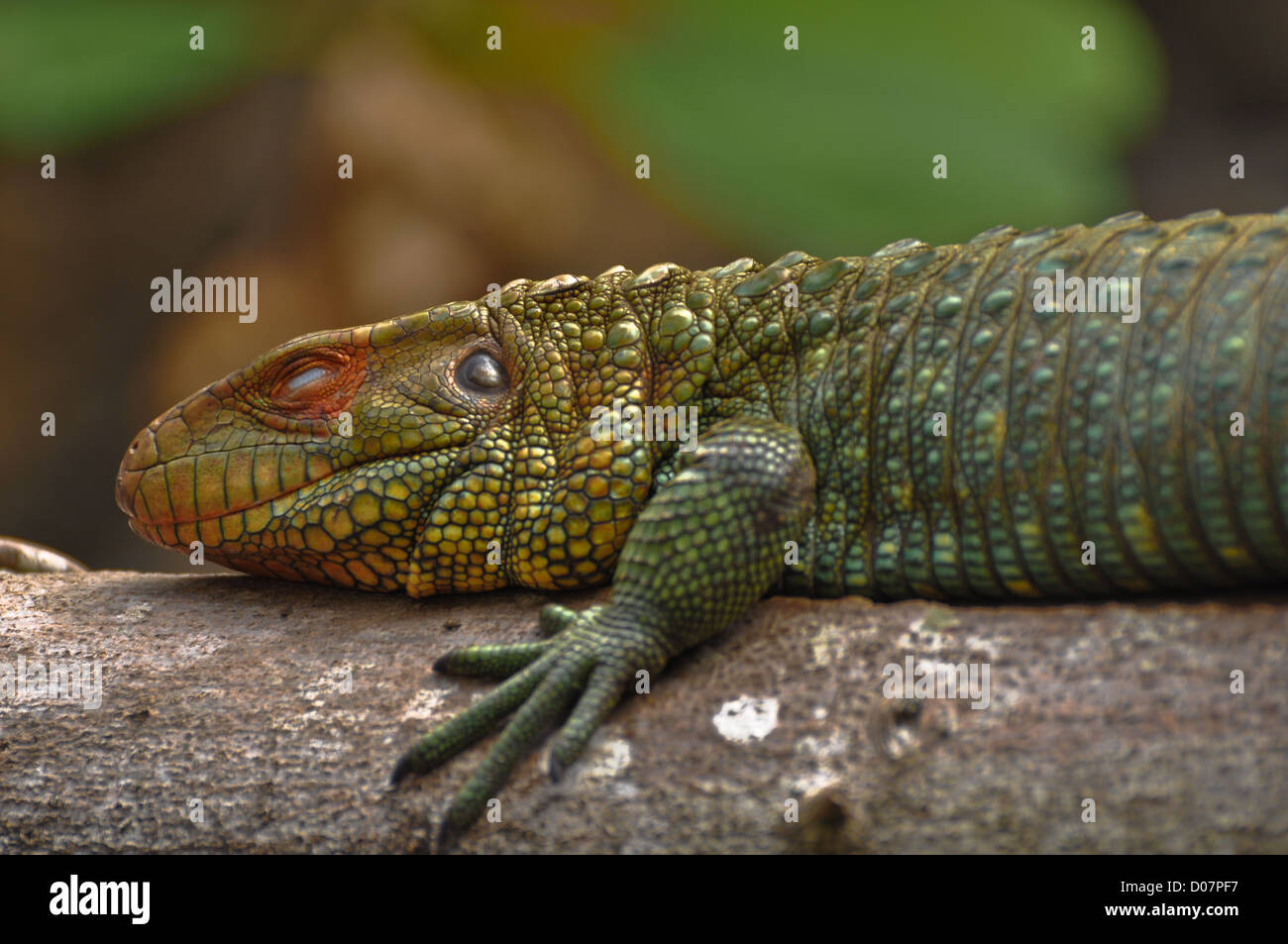 Sleeping Iguana on a Tree Branch Stock Photo - Alamy