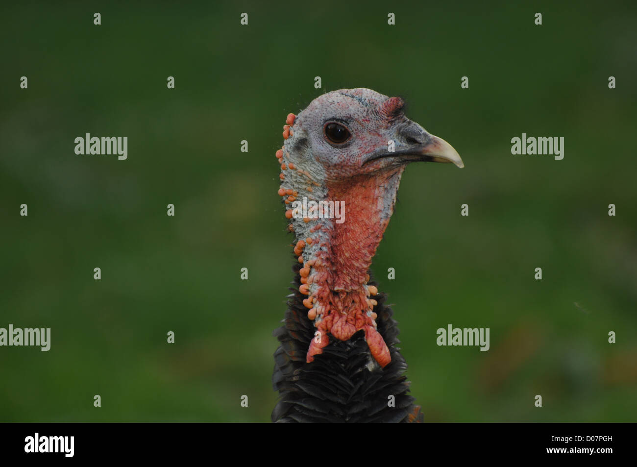 Don't Eat me for Thanksgiving Stock Photo - Alamy