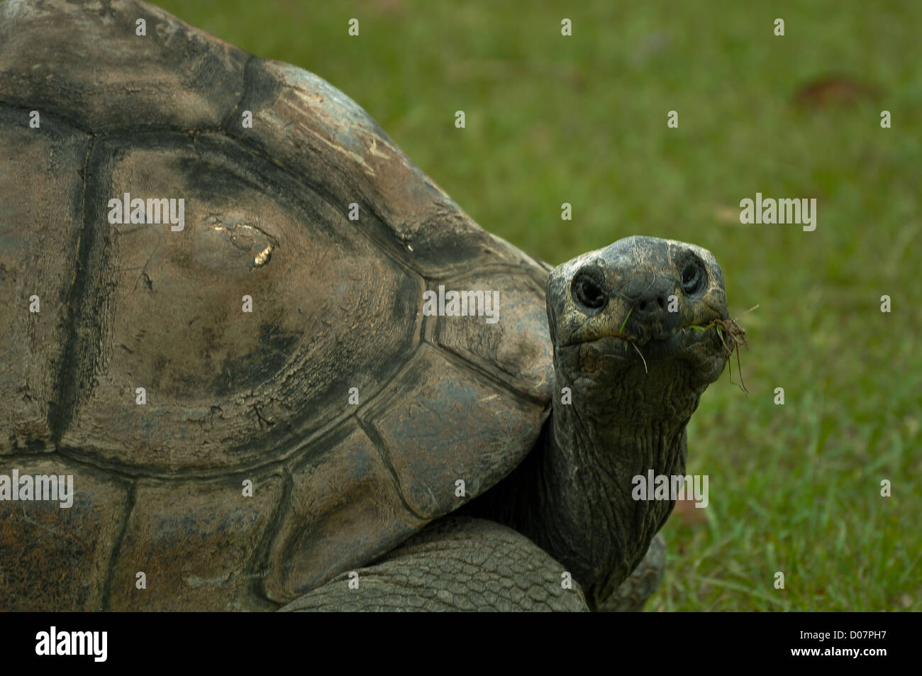 Giant Green Turtle staring at you Stock Photo - Alamy