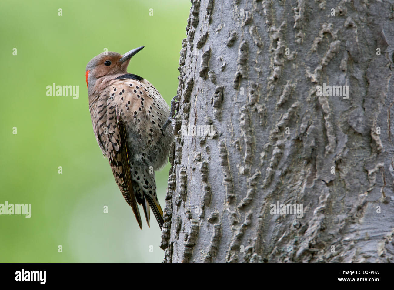 Northern Flicker woodpecker perching on Hackberry Tree Stock Photo - Alamy