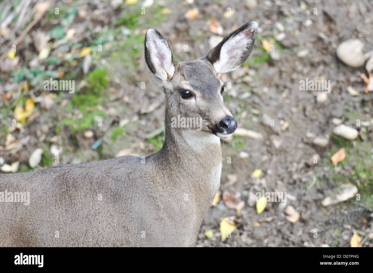 Doe in background hi-res stock photography and images - Alamy