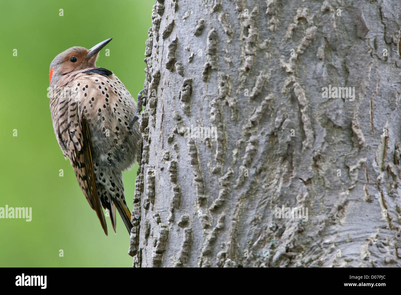 Northern Flicker woodpecker perching on Hackberry Tree Stock Photo - Alamy