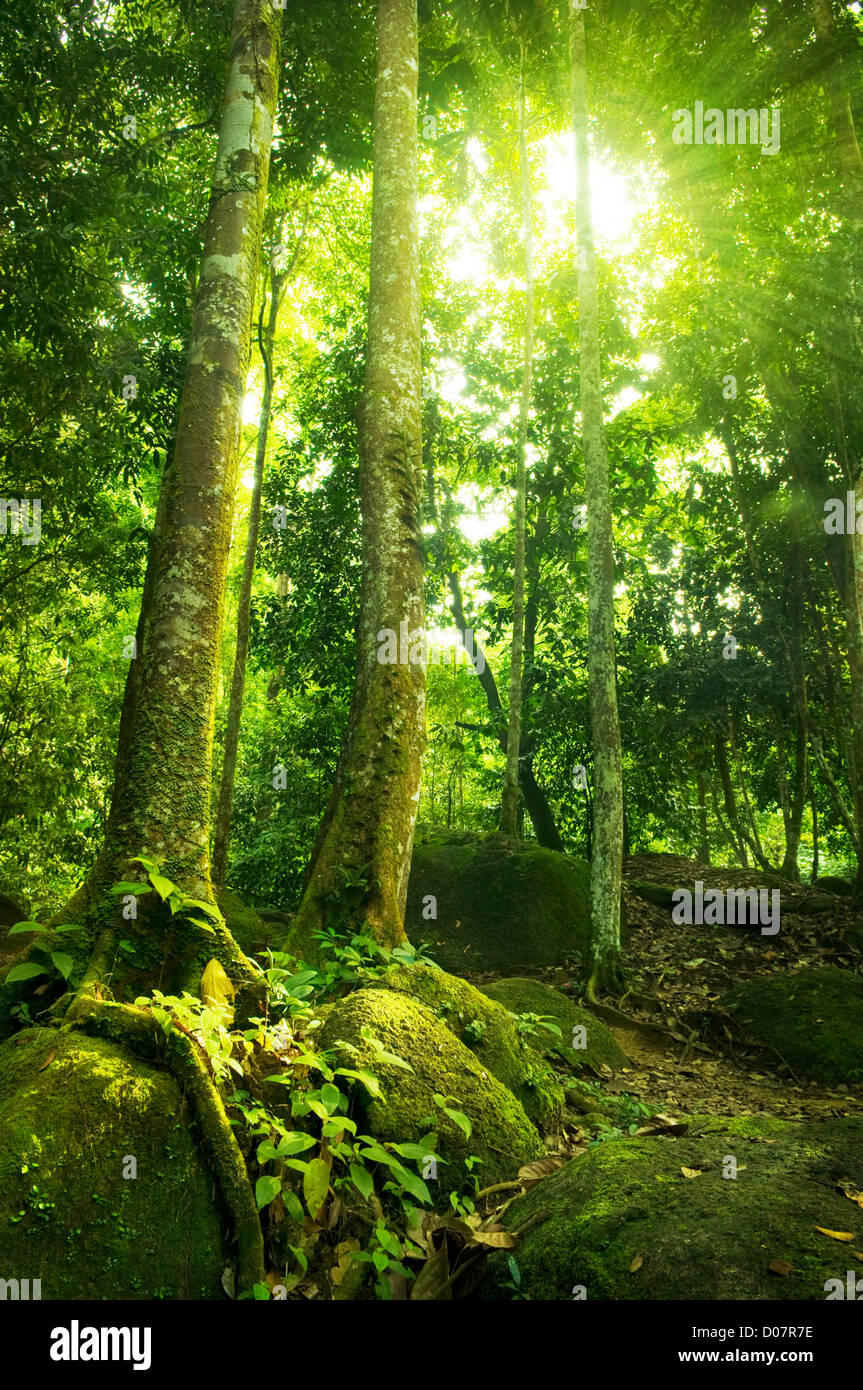Green forest with ray of light Stock Photo - Alamy