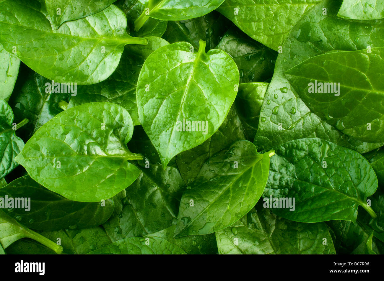 Stack of fresh malabar spinach vegetable leaves Stock Photo - Alamy