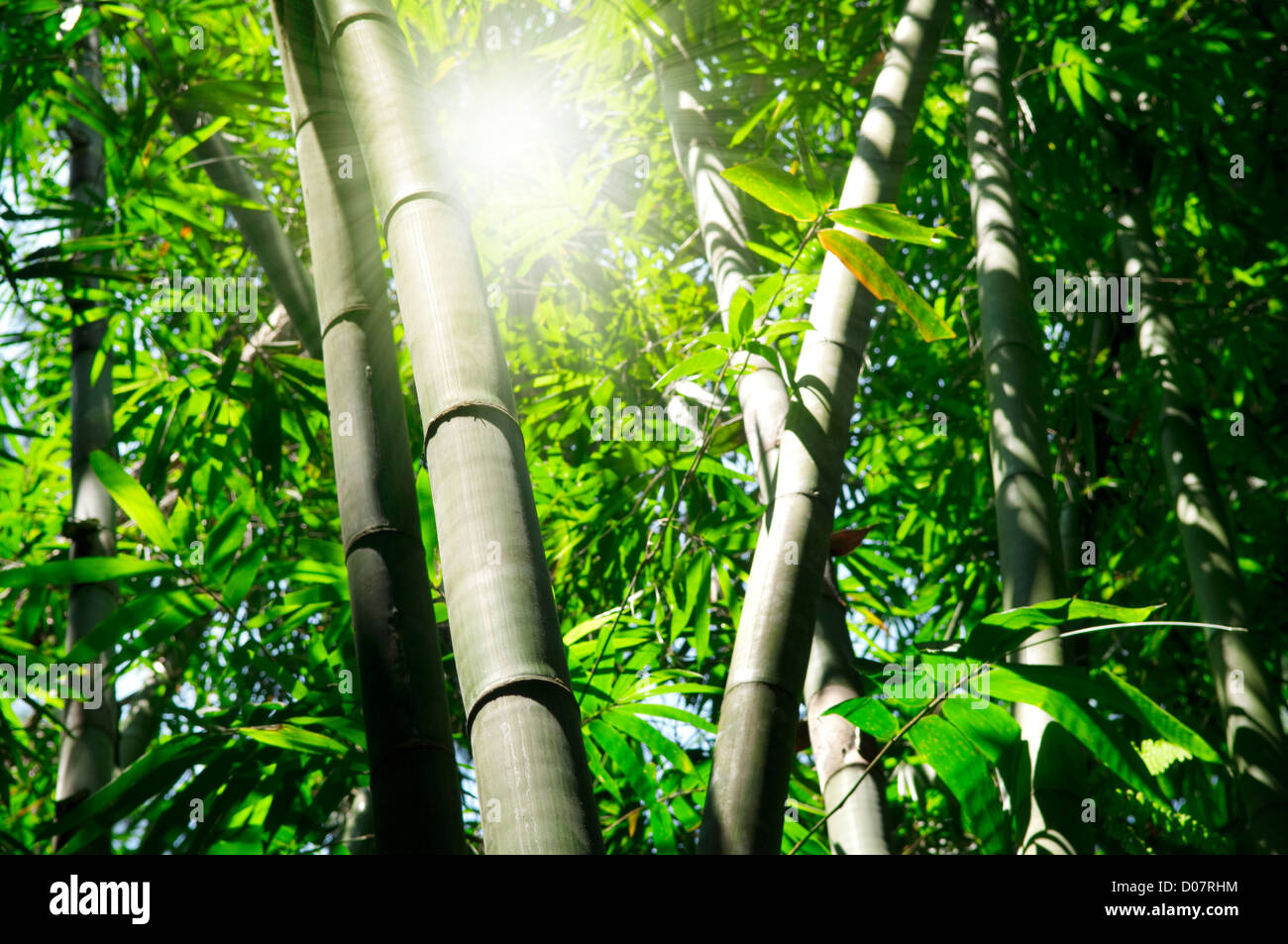 Landscape of Asian Bamboo forest with morning sunbeam Stock Photo - Alamy