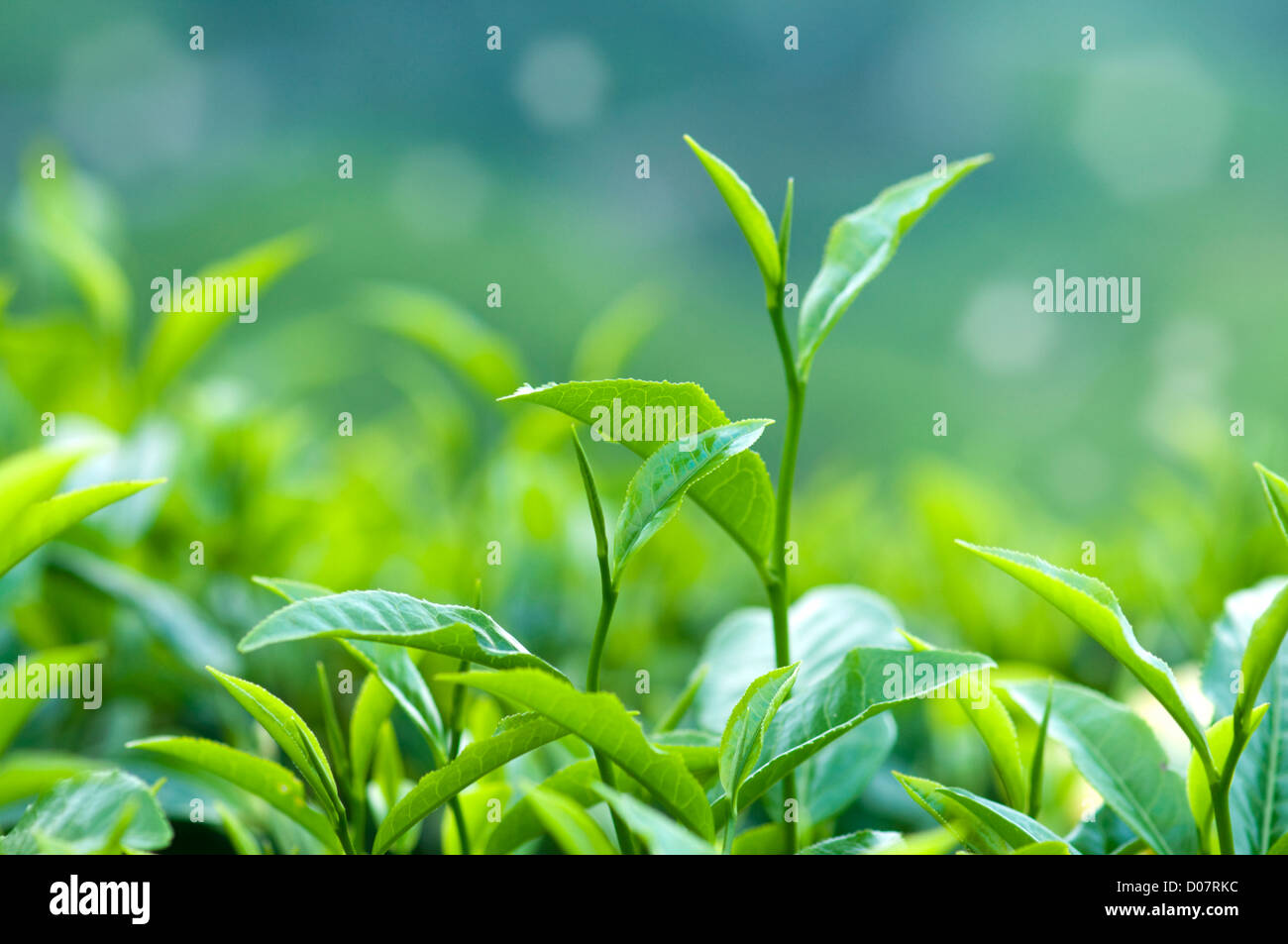 Close up new tea leaves hi-res stock photography and images - Alamy