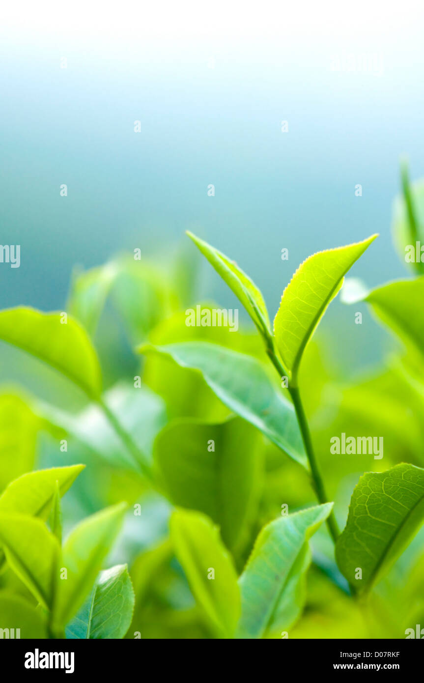 Close up fresh tea leaves in morning sunlight Stock Photo - Alamy