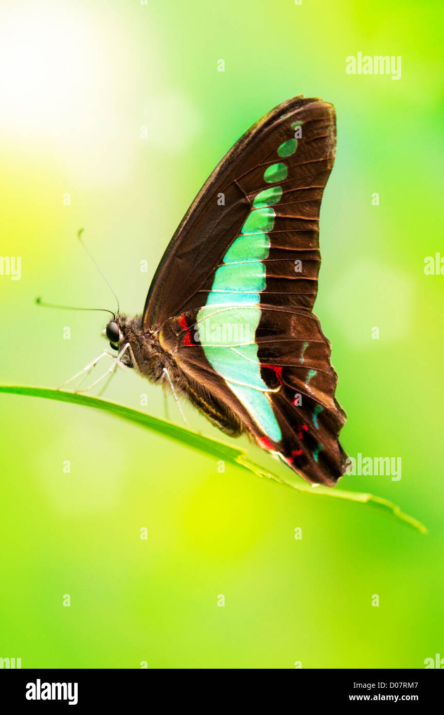 Common Bluebottle (Graphium sarpedon) of Malaysia Stock Photo - Alamy
