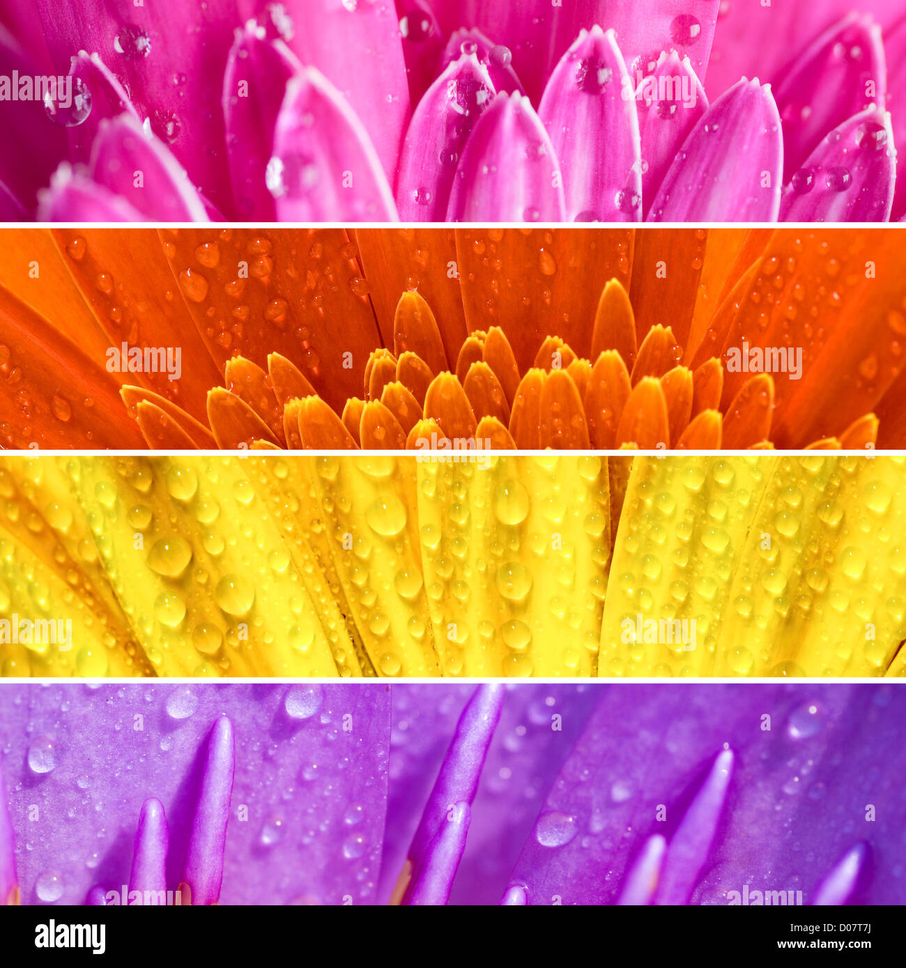 Collection of different flowers hi-res stock photography and images - Alamy