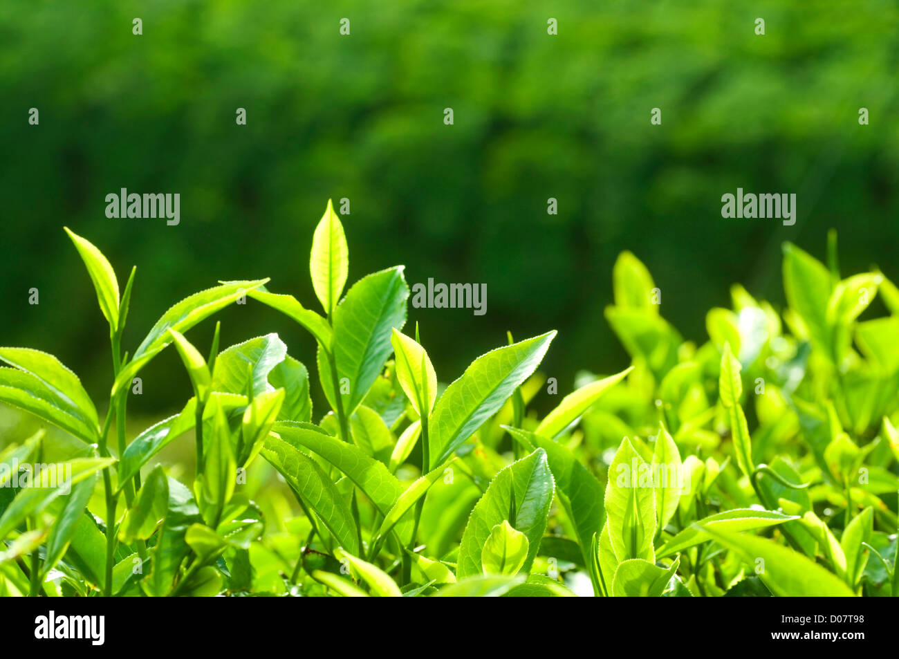 Close up fresh tea leaves in morning sunlight Stock Photo - Alamy