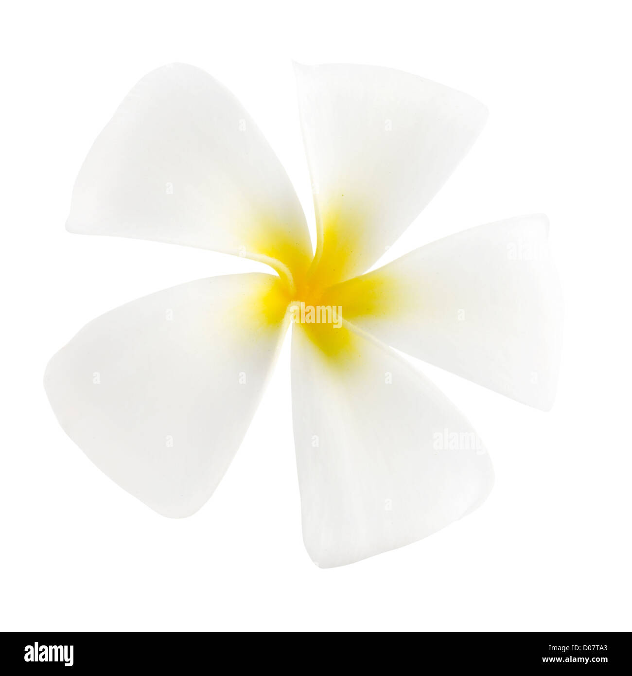 White frangipani isolated on white background Stock Photo - Alamy