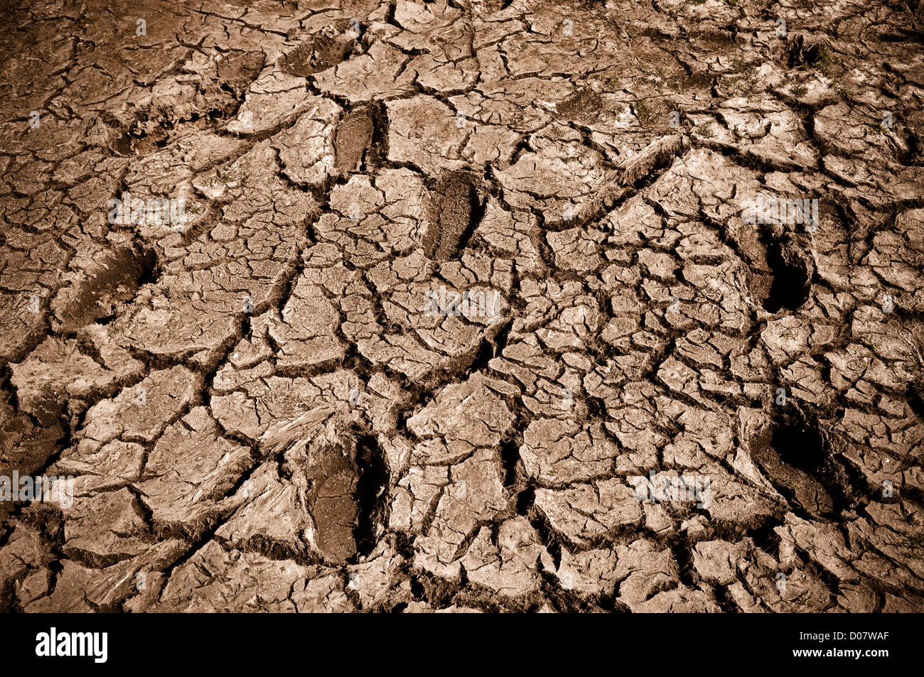 Footprints in mud hi-res stock photography and images - Alamy