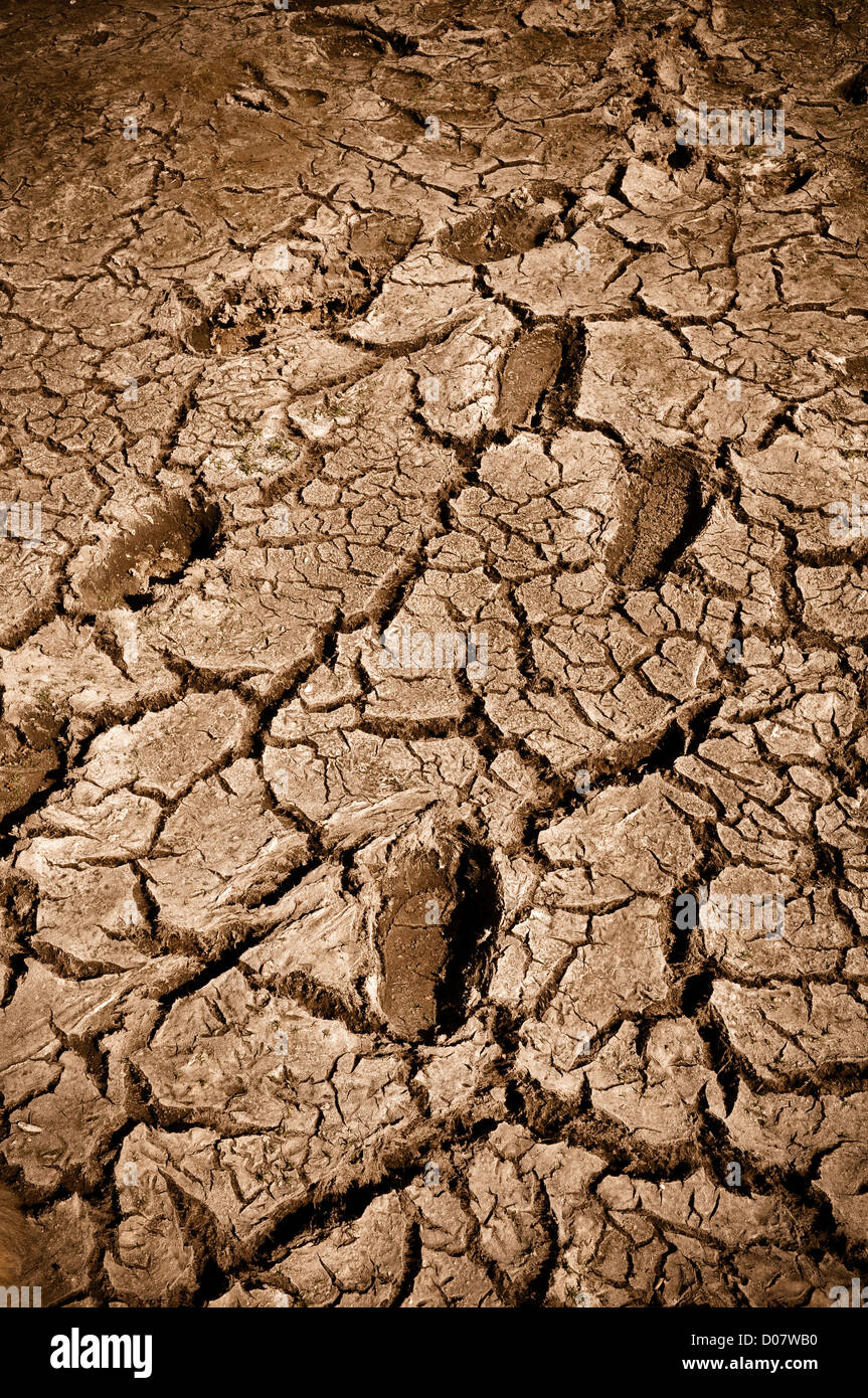 Footprints in mud hi-res stock photography and images - Alamy