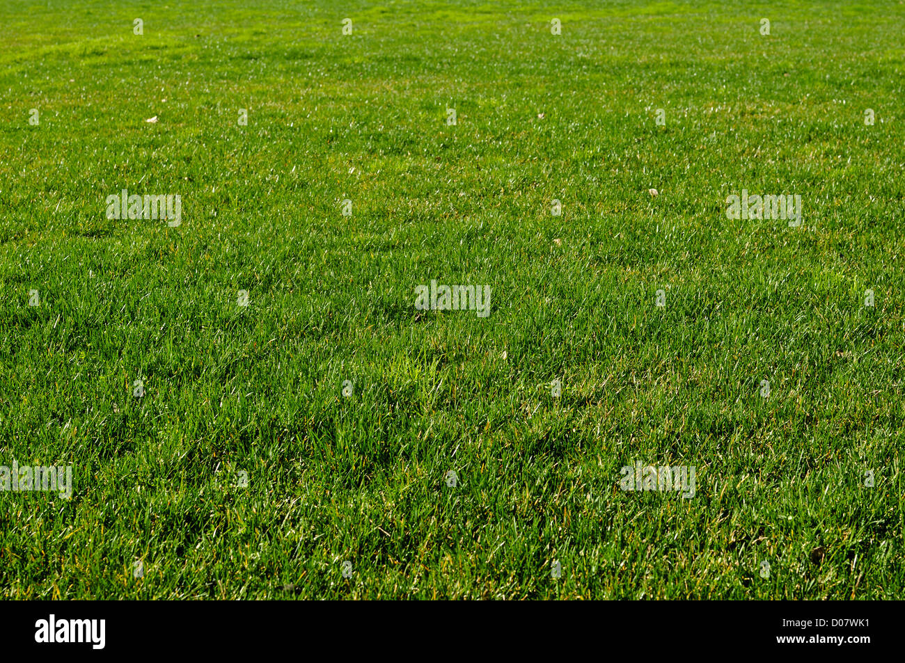 Green Grass Field Background Stock Photo - Alamy