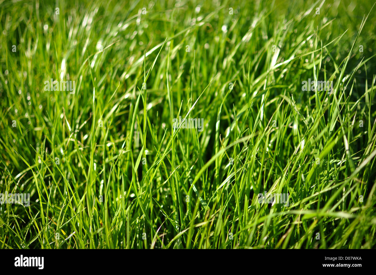 Tall Green Grass Background Stock Photo - Alamy