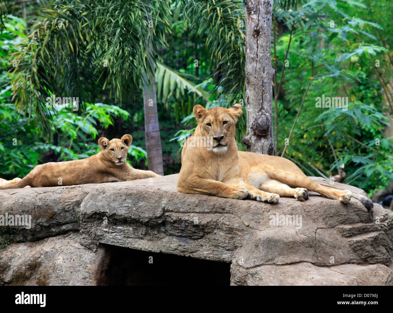 Bali safari and zoo hi-res stock photography and images - Alamy