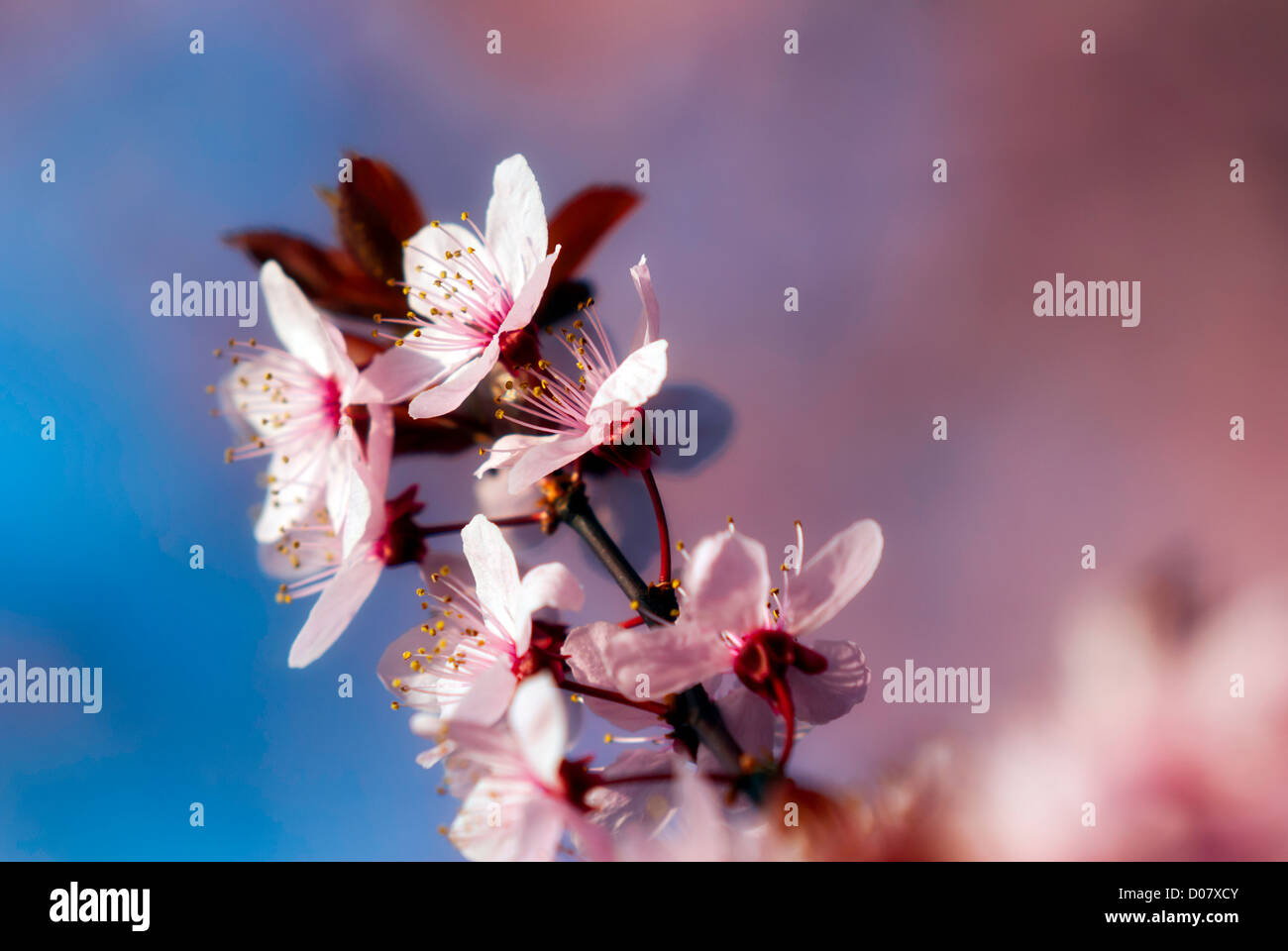 A flowering branch Stock Photo - Alamy