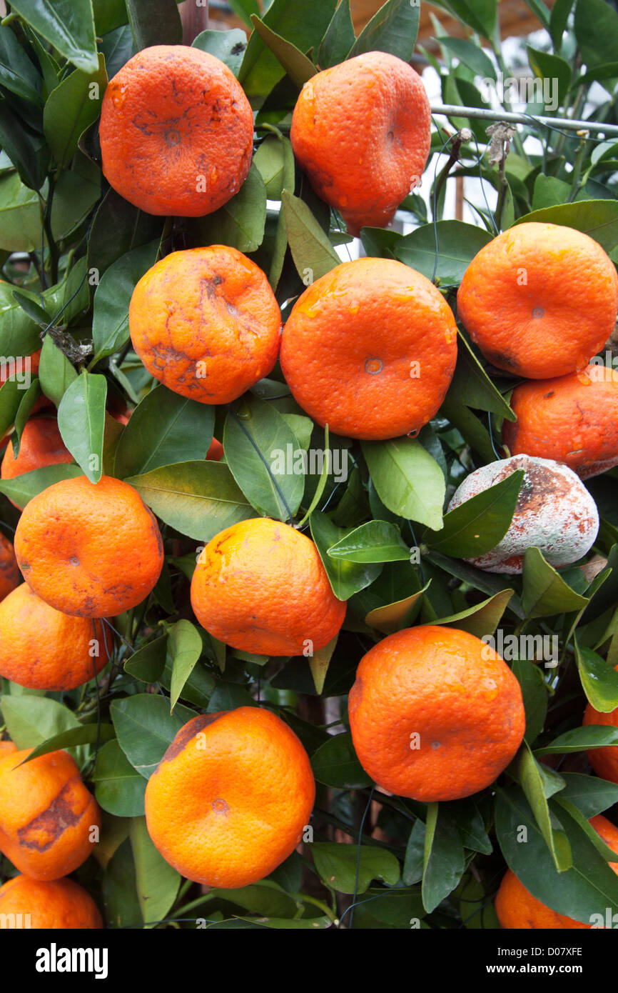 Decorative citrus trees hi-res stock photography and images - Alamy