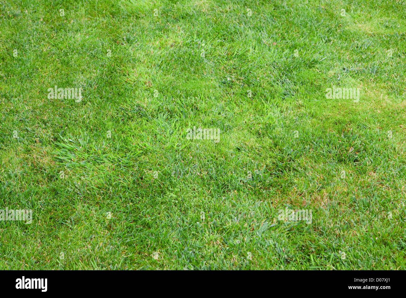 Beautiful green lawns perfectly cut for background Stock Photo - Alamy