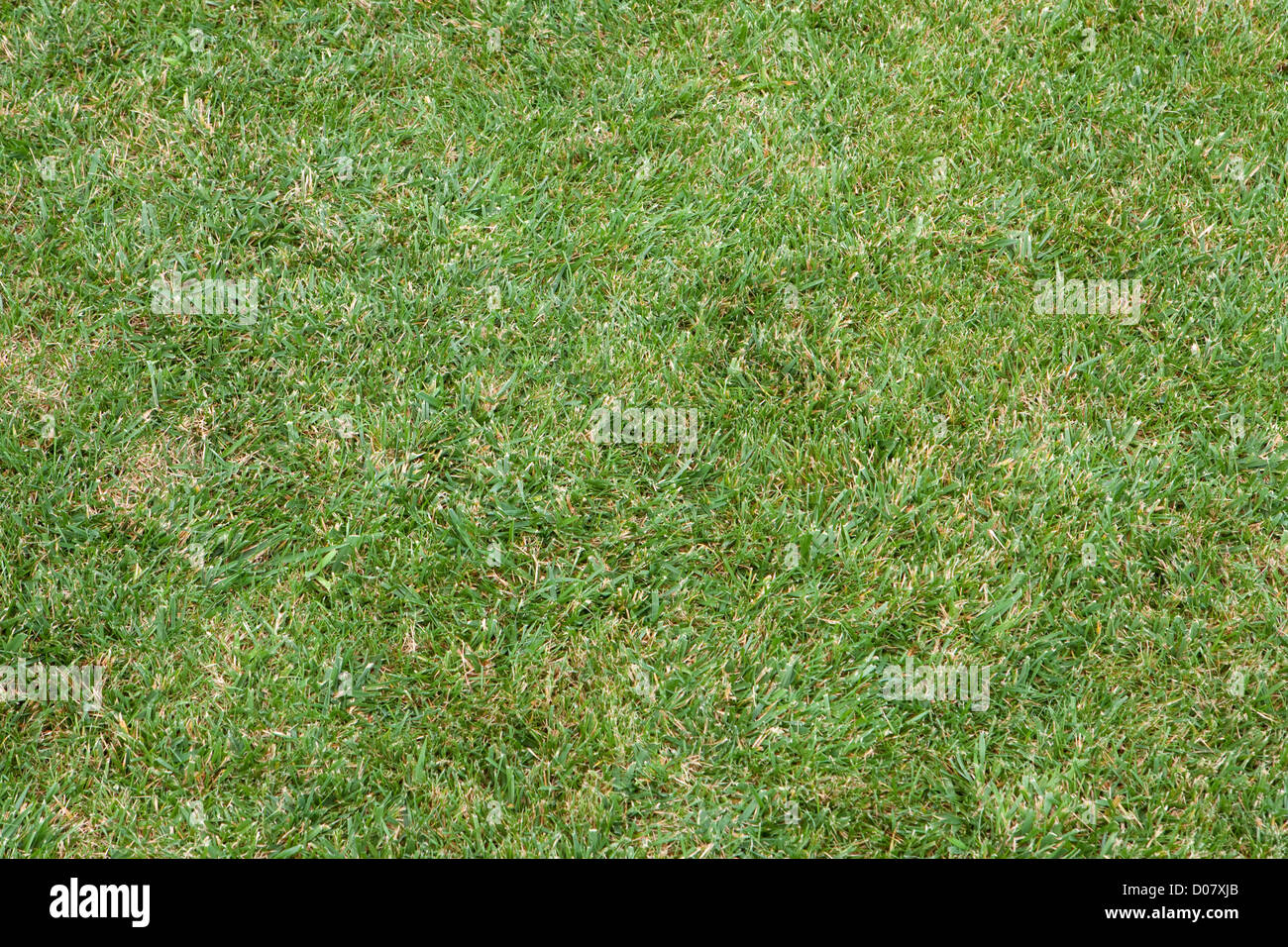 Beautiful green lawns for background Stock Photo - Alamy