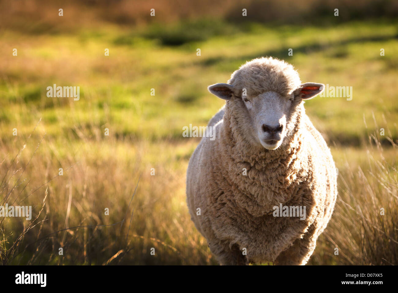 Sheep in a paddock Stock Photo - Alamy