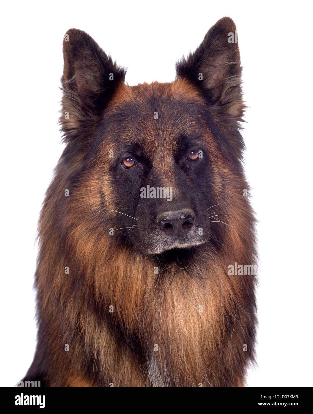 Beautiful alsatian isolated on white background Stock Photo - Alamy