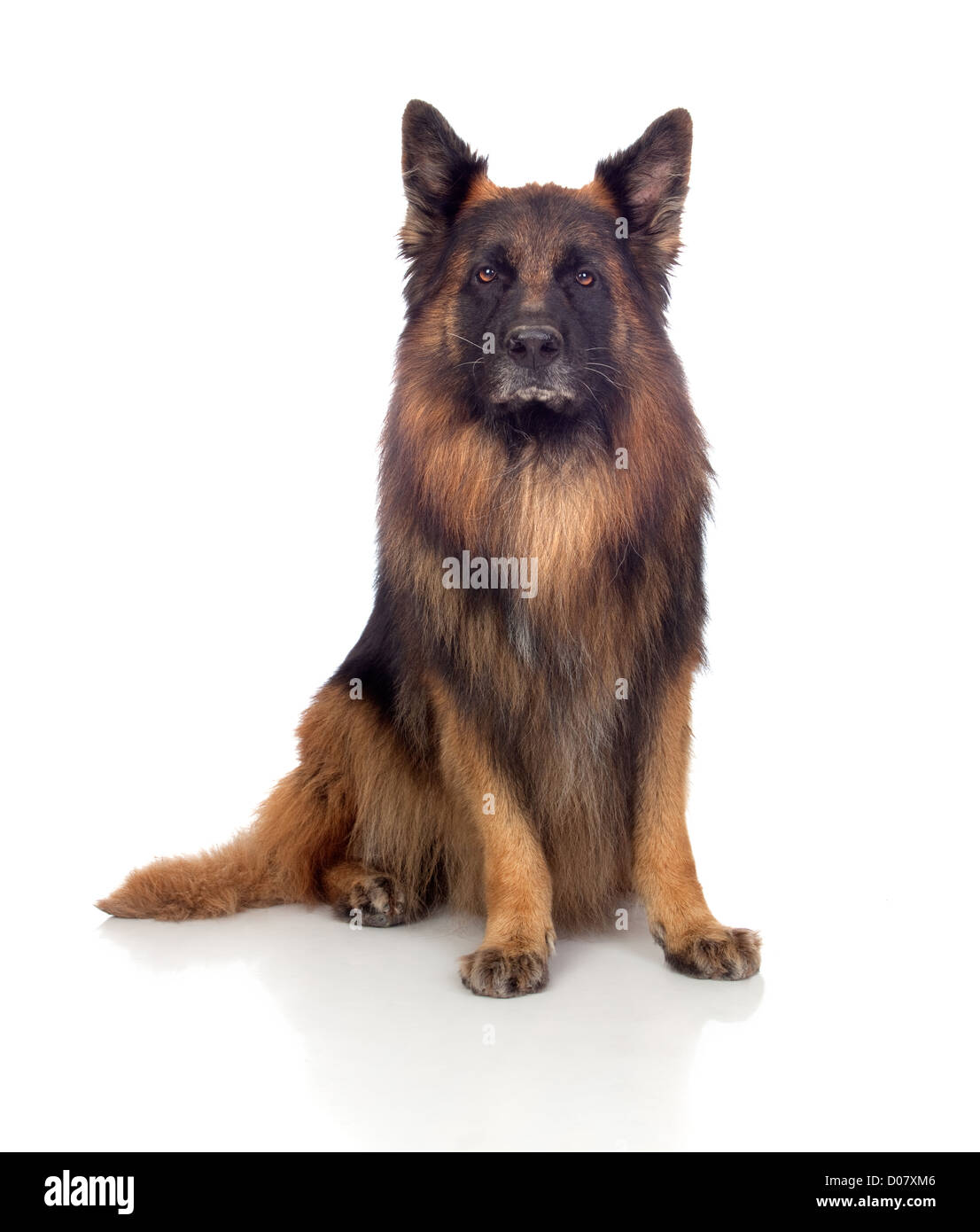 Beautiful alsatian isolated on white background Stock Photo - Alamy