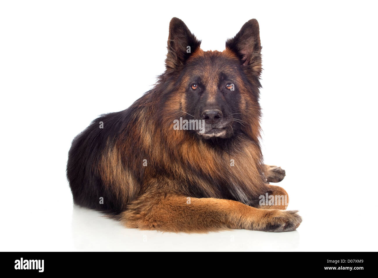 Beautiful alsatian isolated on white background Stock Photo - Alamy