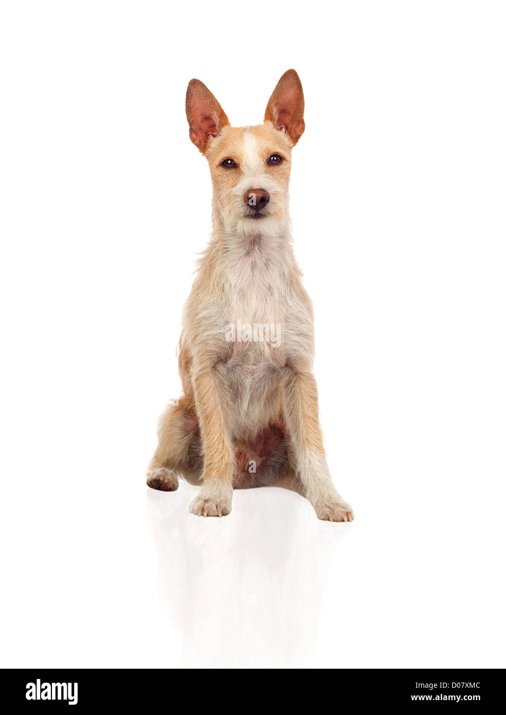 Beautiful portuguese hound isolated on white background Stock Photo - Alamy