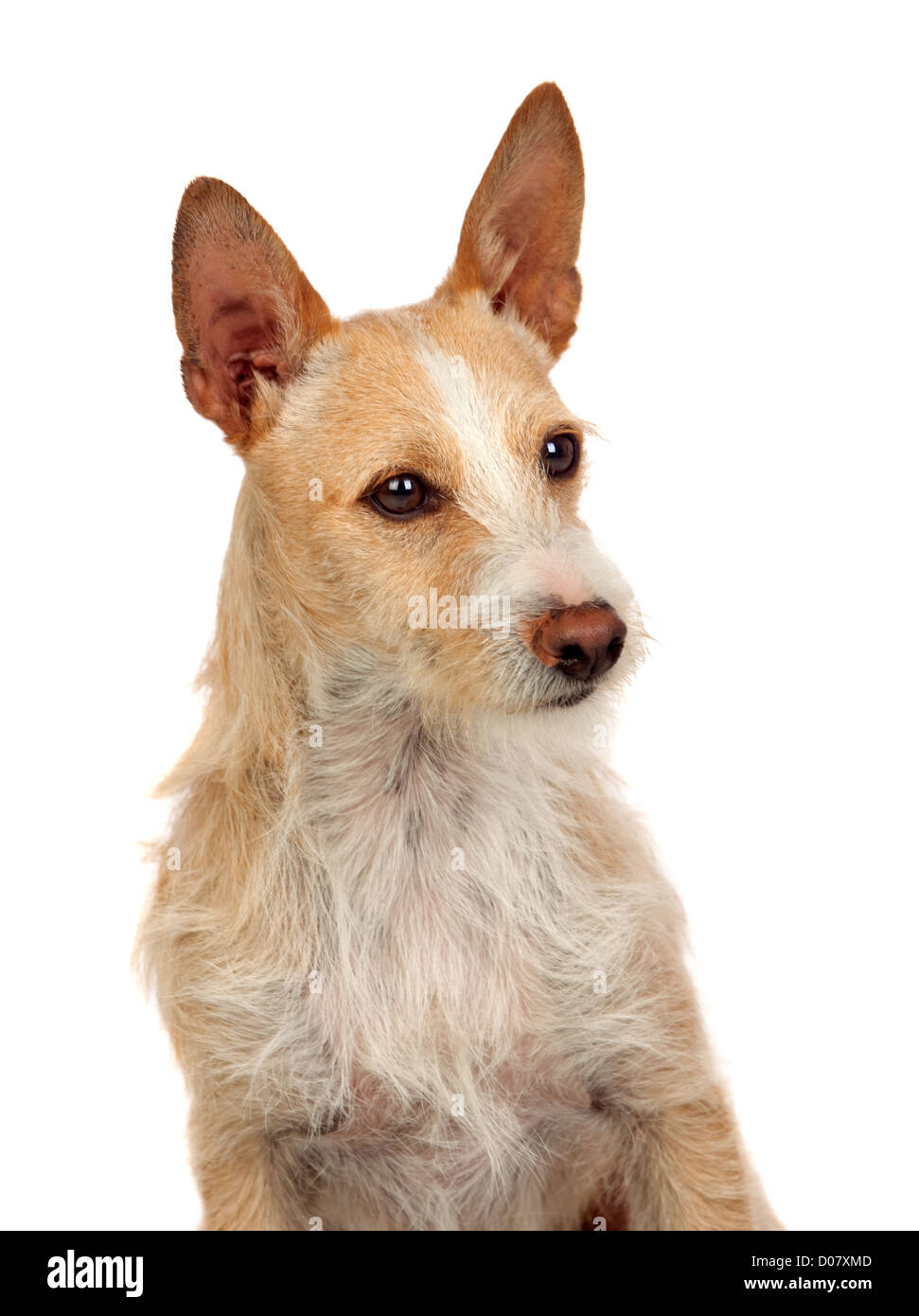 Beautiful portuguese hound isolated on white background Stock Photo - Alamy