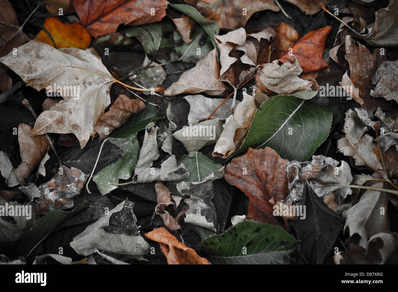 Assorted Autumn Leaves make for a colorful background Stock Photo - Alamy