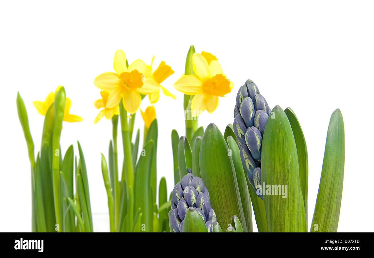 Hyacinth and daffodil spring flowers in closeup over white background ...