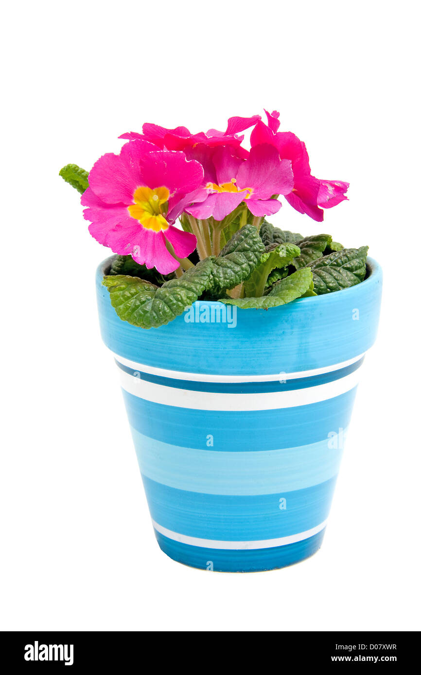 Pink Primula flower in blue pot isolated on white background Stock ...