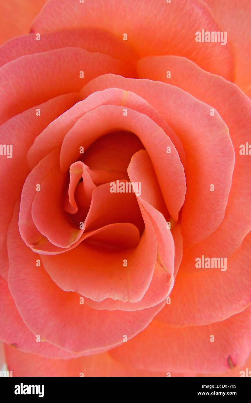 Beautiful rose in closeup Stock Photo - Alamy