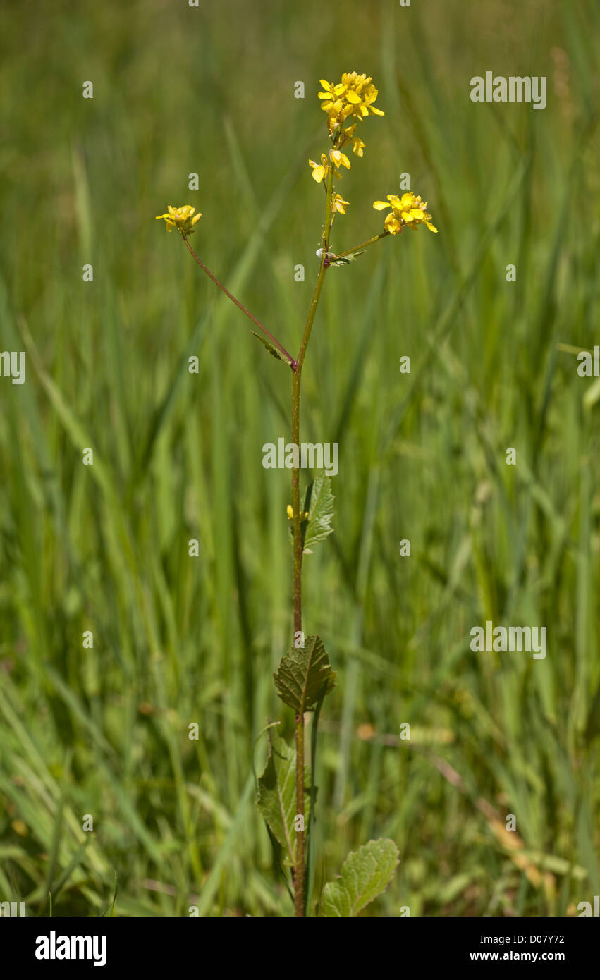 Charlock, Sinapis arvensis in flower. Common weed Stock Photo - Alamy