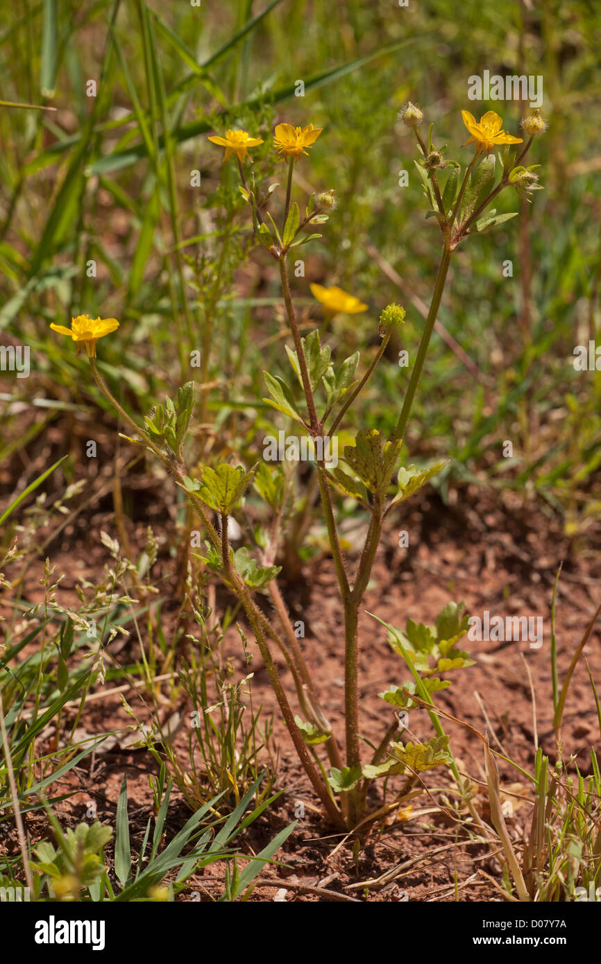 Bulbous buttercup Ranunculus bulbosus in flower in arable field Stock ...