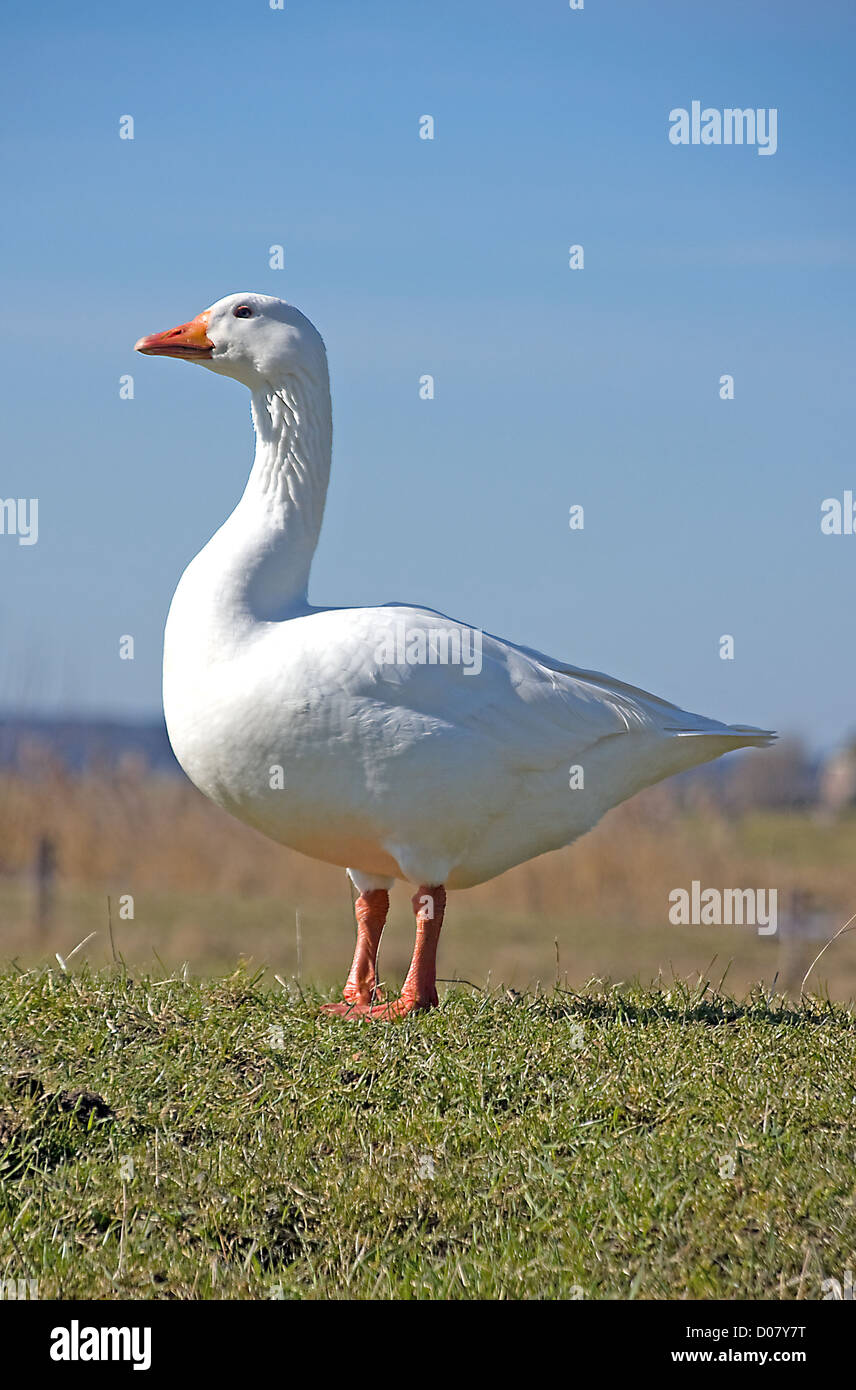 White goose against blue sky on sunny day Stock Photo - Alamy