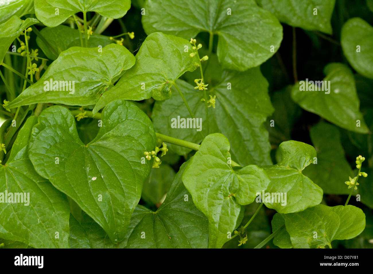Black Bryony, Tamus communis in flower Stock Photo - Alamy