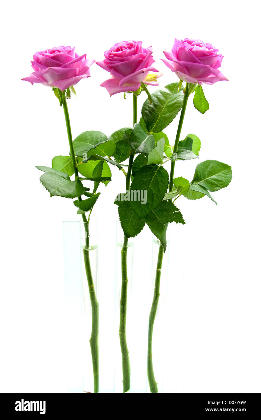 Three pink roses standing side by side, isolated on white background ...