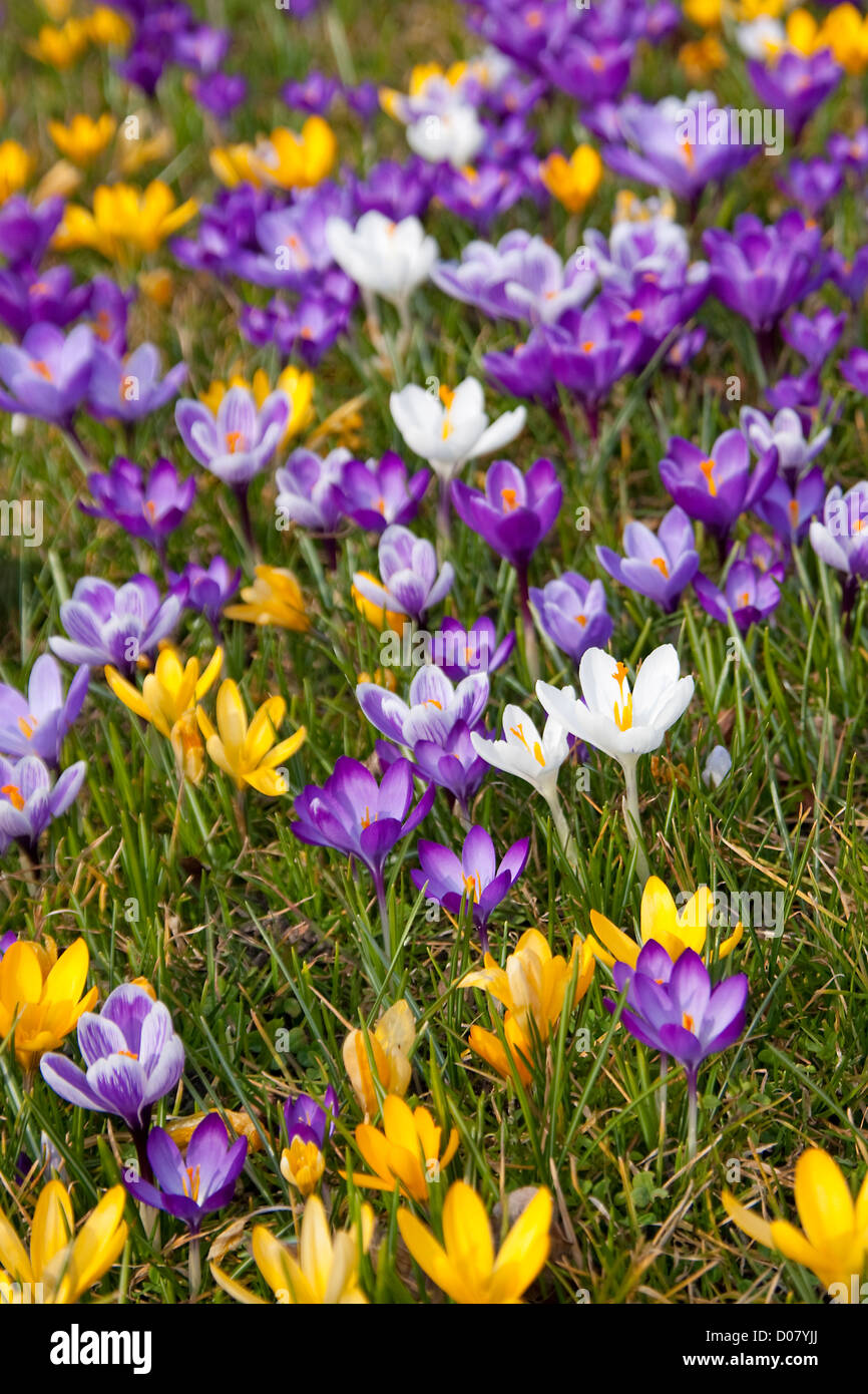 A lot of Dutch spring crocus flowers in sunshine Stock Photo - Alamy