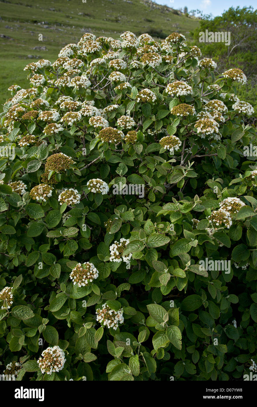 Wayfaring Tree, Viburnum lantana, in flower Stock Photo - Alamy