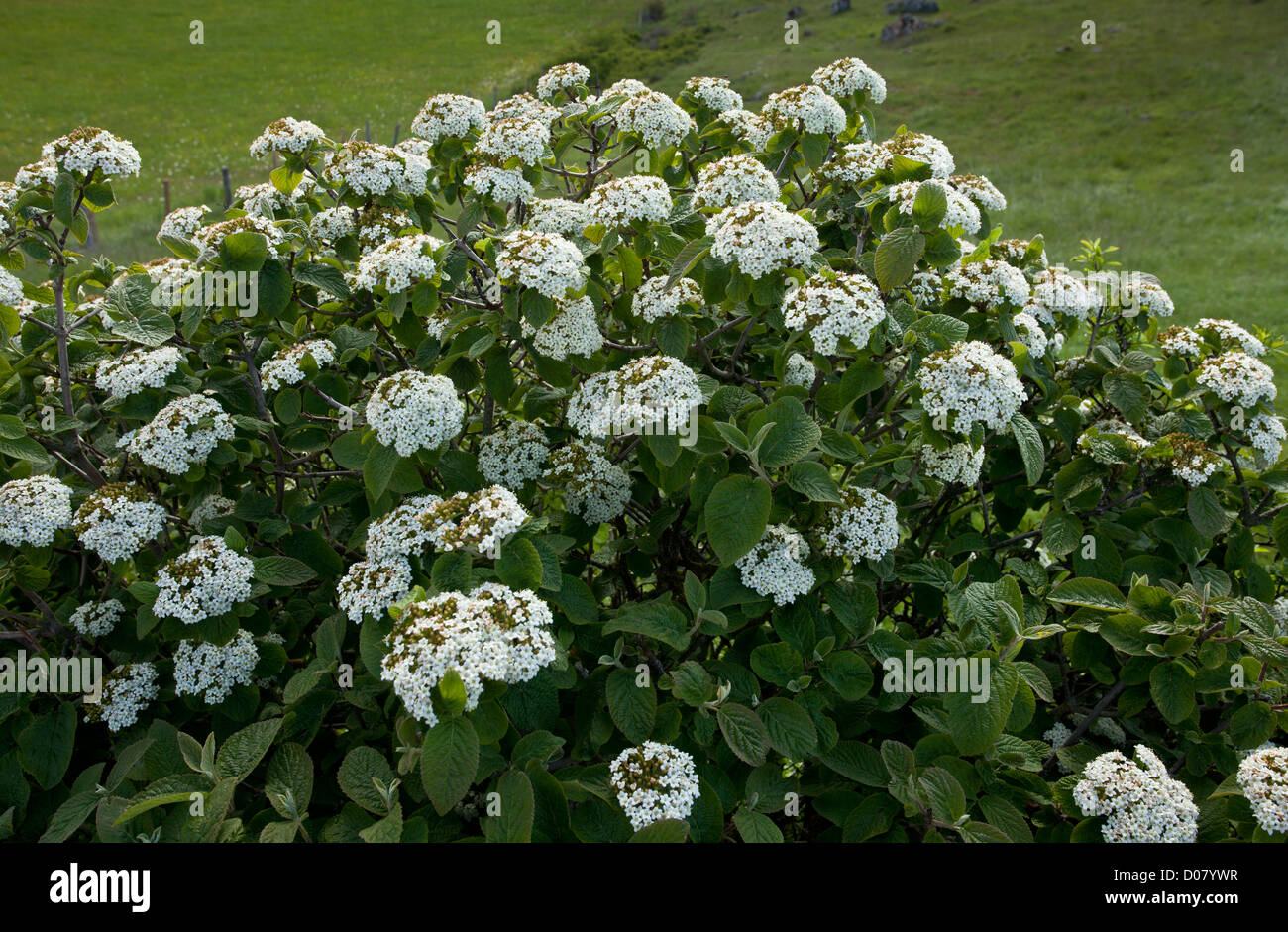 Viburnum lantana hi-res stock photography and images - Alamy