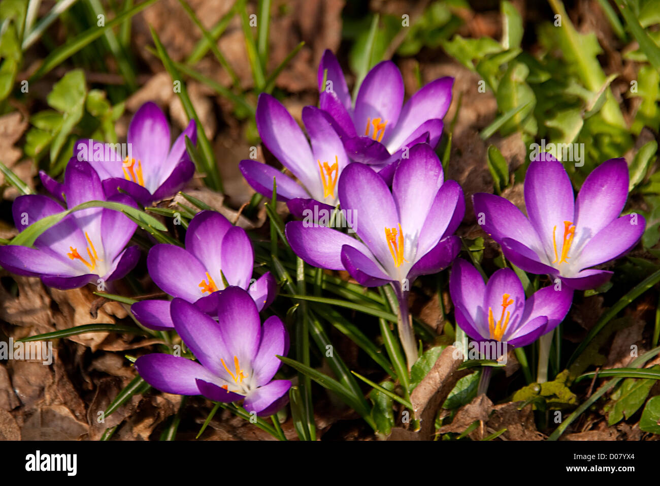 purple Dutch spring crocus flowers in closeup Stock Photo - Alamy